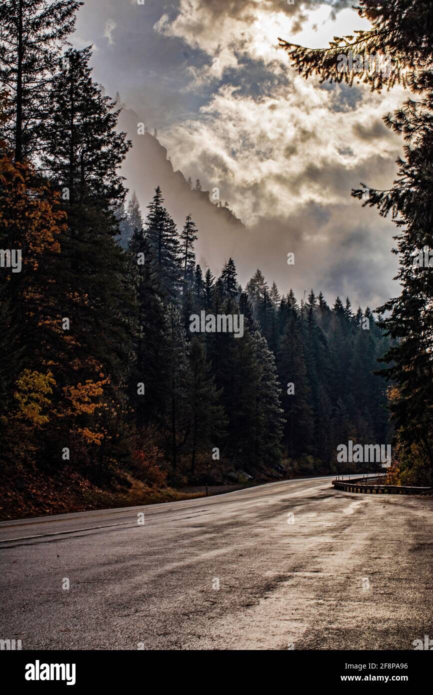 Road in the forest after rain storm Stock Photo - Alamy