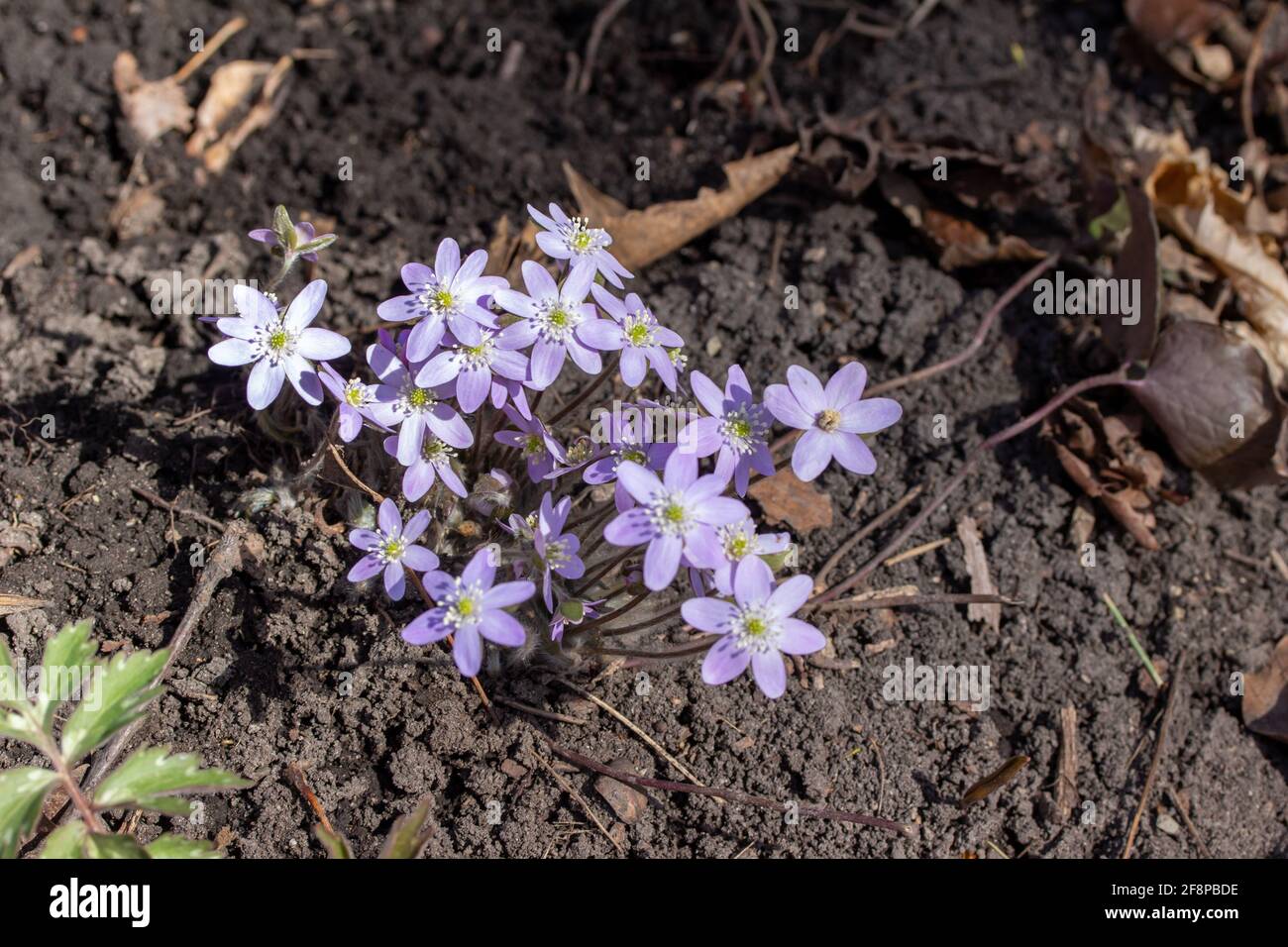Close up view of a cluster of uncultivated native sharp-lobed Hepatica ...