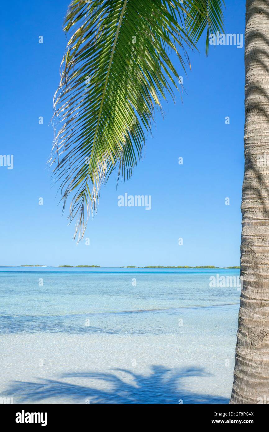 Palm tree in Moorea, French Polynesia Stock Photo - Alamy