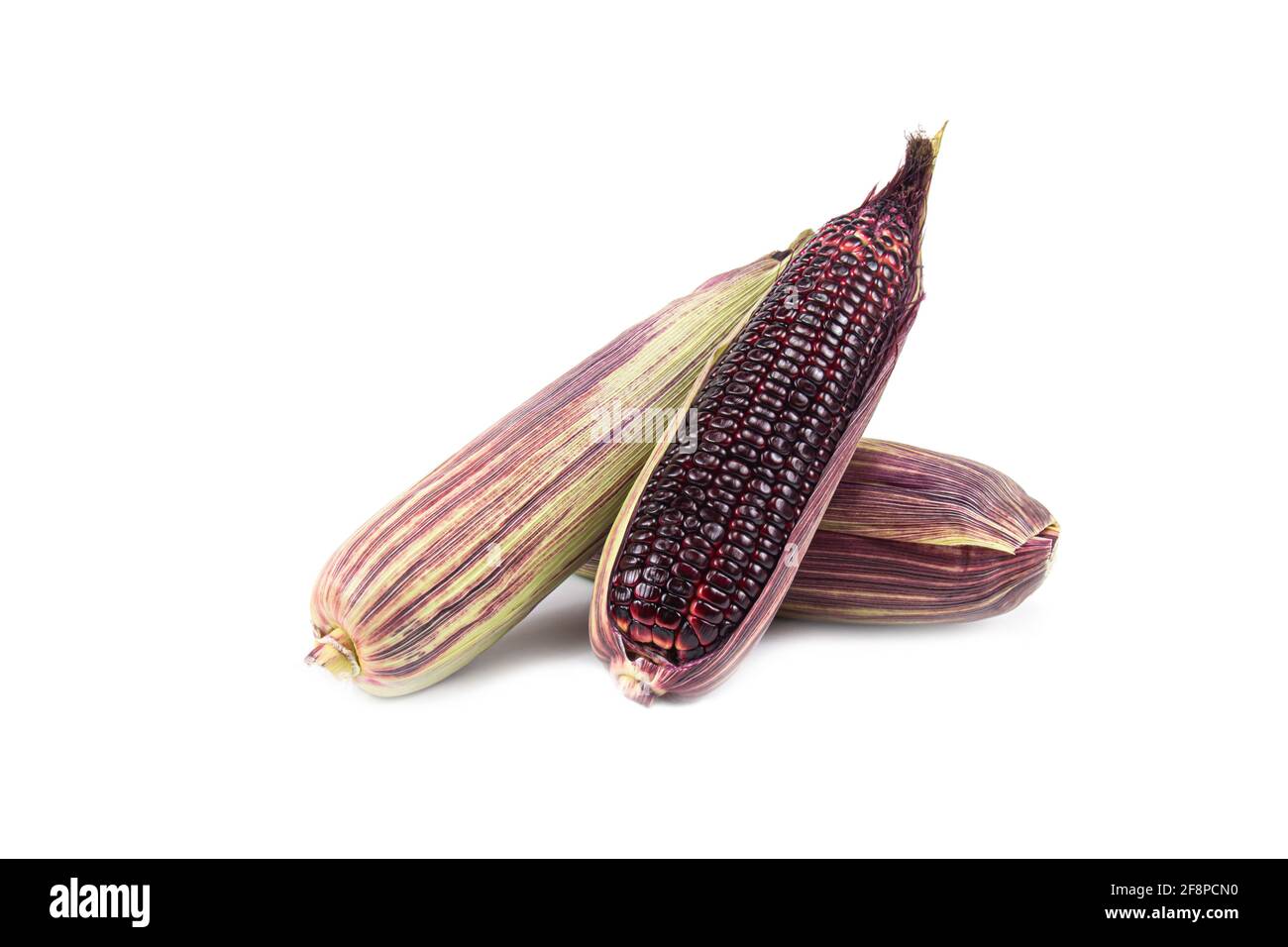 Red sweet corn or Siam Ruby Queen can be eaten fresh and isolated on a ...
