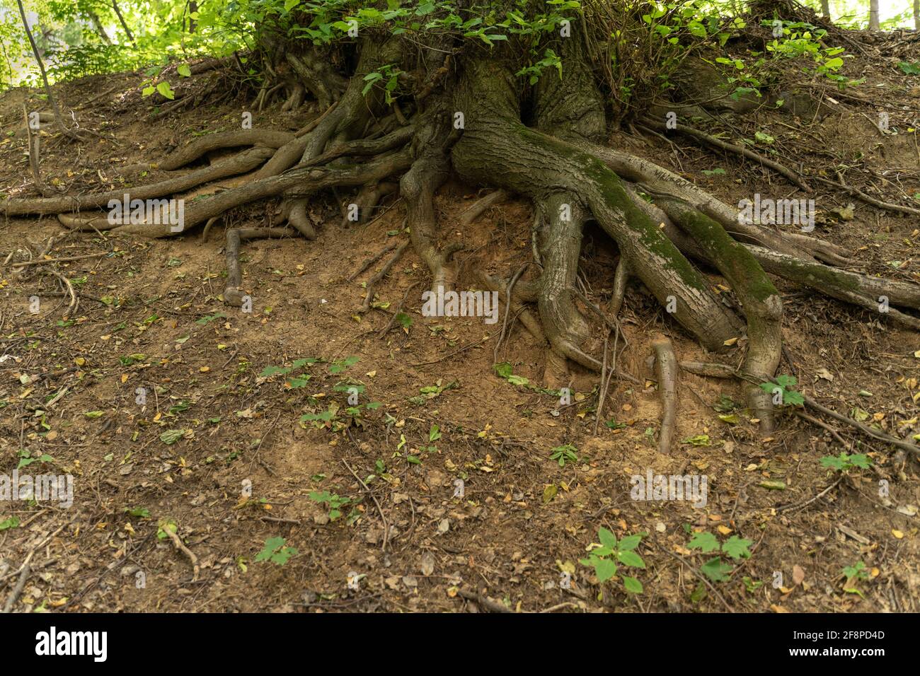 tree roots close up. copy space Stock Photo - Alamy