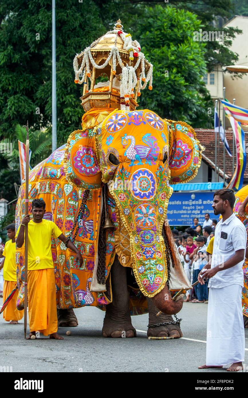 Sri Lankan Elephant Parade