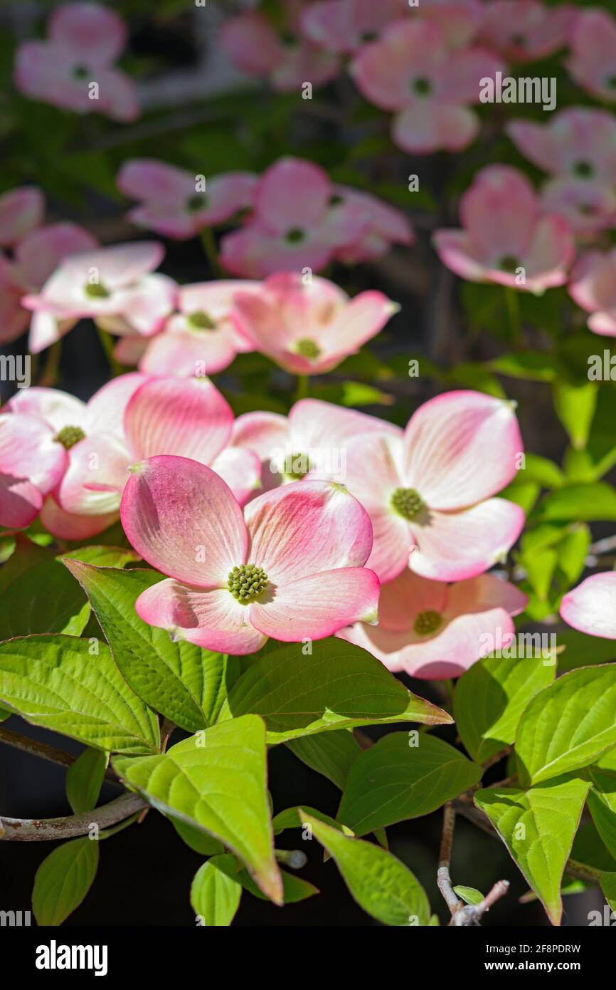 Dogwood in background hi-res stock photography and images - Alamy