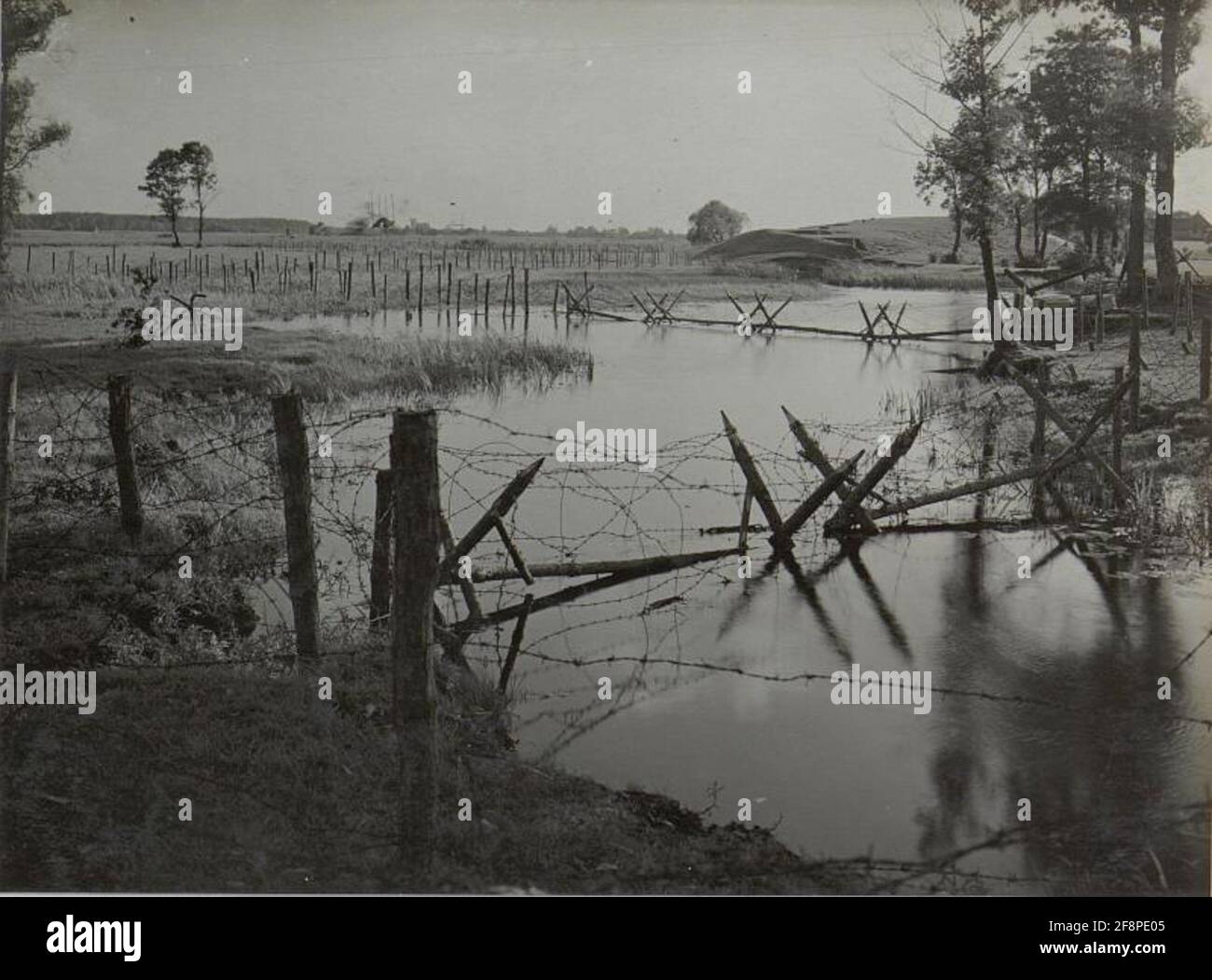 Wire lubries in the swamp at Bordulaki Stock Photo - Alamy