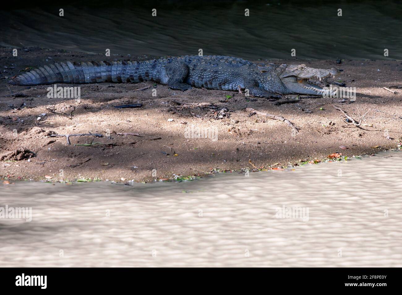 A wild fresh water crocodile sits on a sand island in a creek which ...