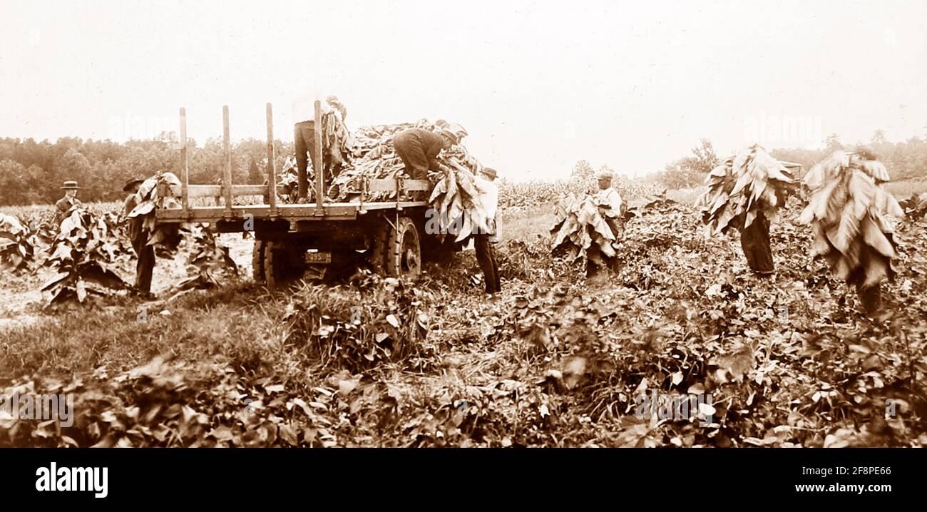 Harvesting tobacco plants at a plantation, Virginia, USA, early 1900s ...