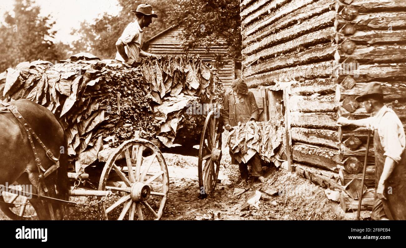 Tobacco plantation virginia hi-res stock photography and images - Alamy