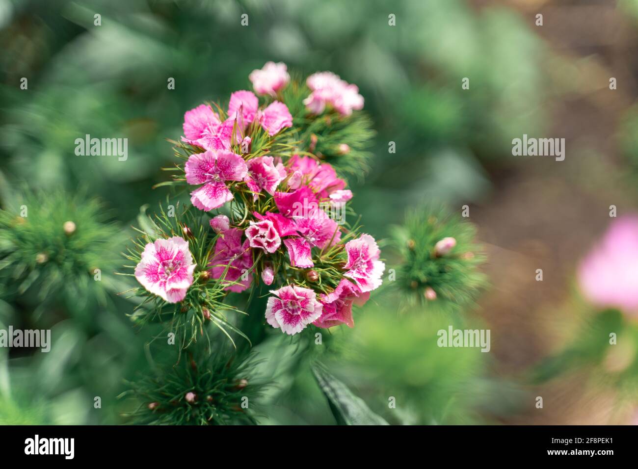flowers of pink wild carnation. natural background Stock Photo - Alamy