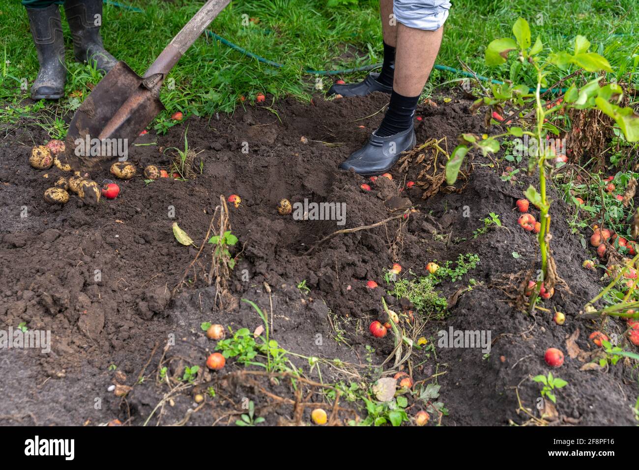 Harvesting Potatoes. Fresh Potatoes Dig From Ground With Spade Stock ...
