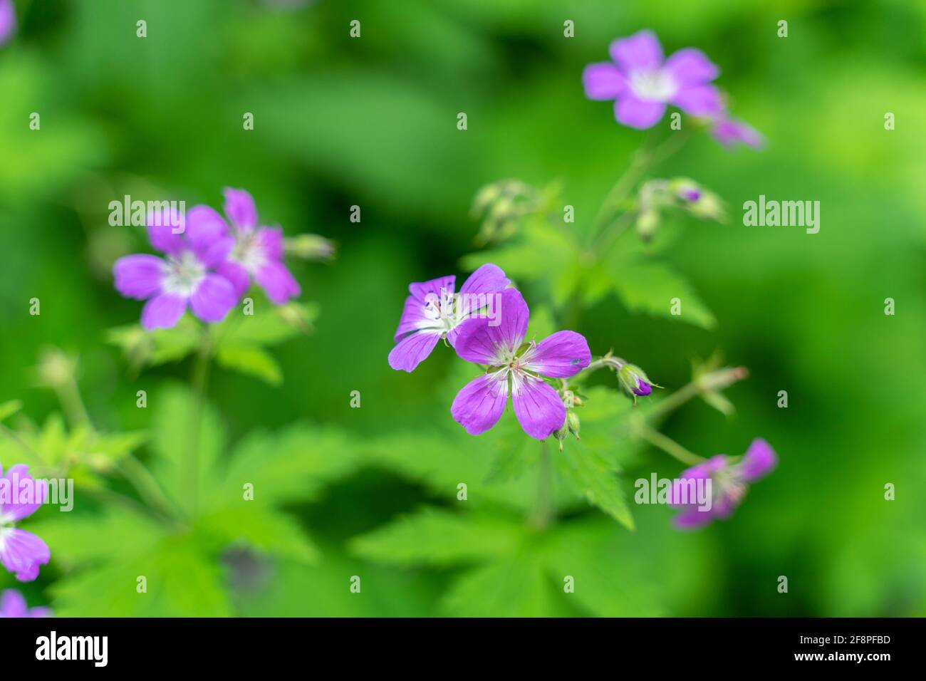 cute wild purple flowers in the grass. natural background Stock Photo ...
