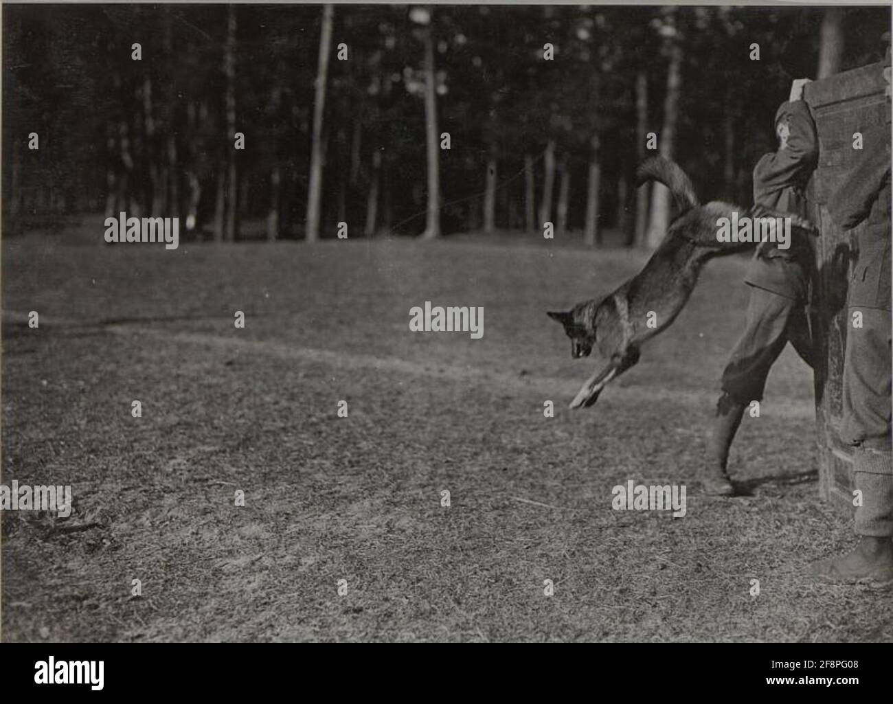 Report dog jumps from a man-shot wood panel Stock Photo - Alamy