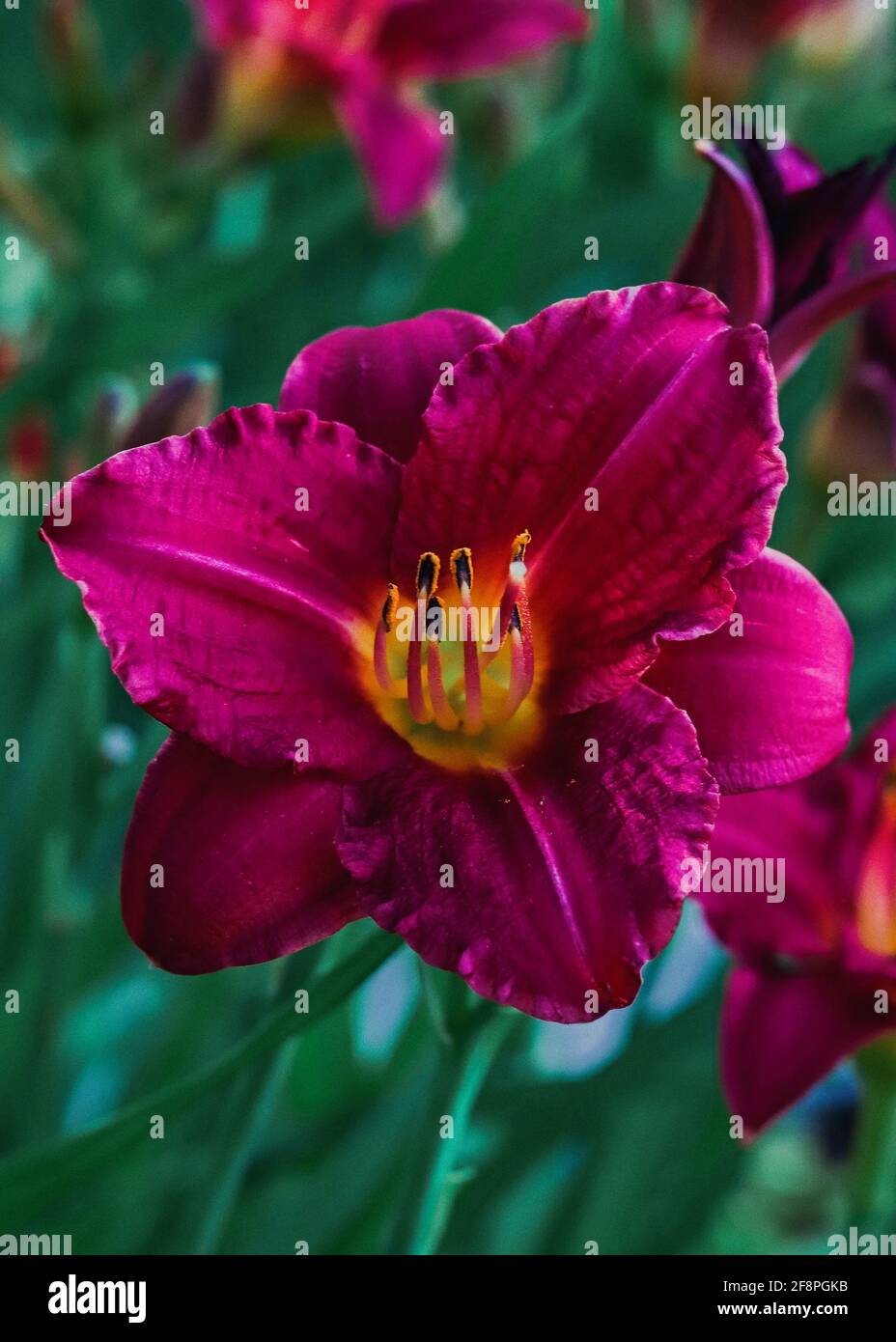 Deep Purple lily blooming in the spring Stock Photo - Alamy
