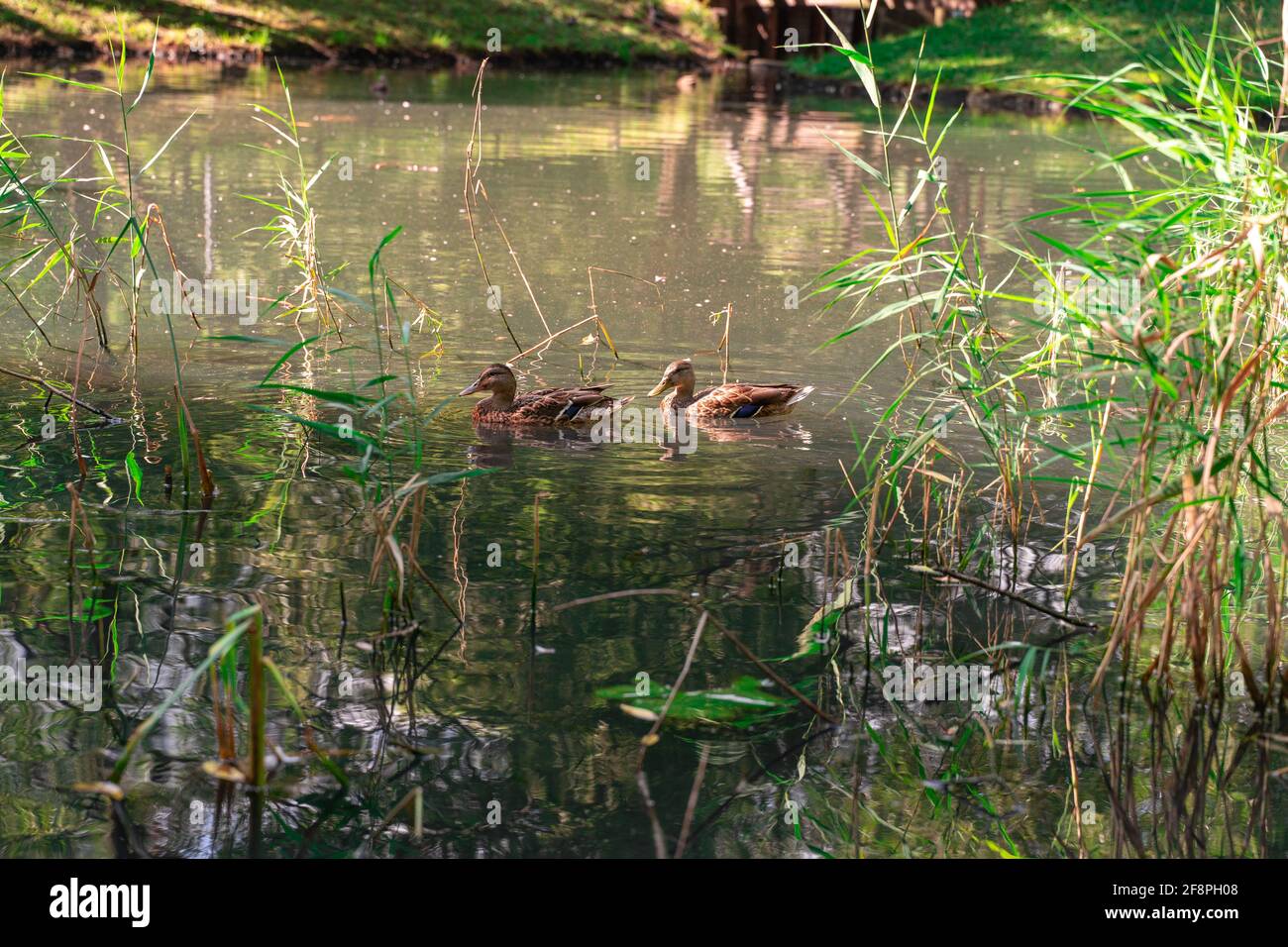 Duck coupling hi-res stock photography and images - Alamy
