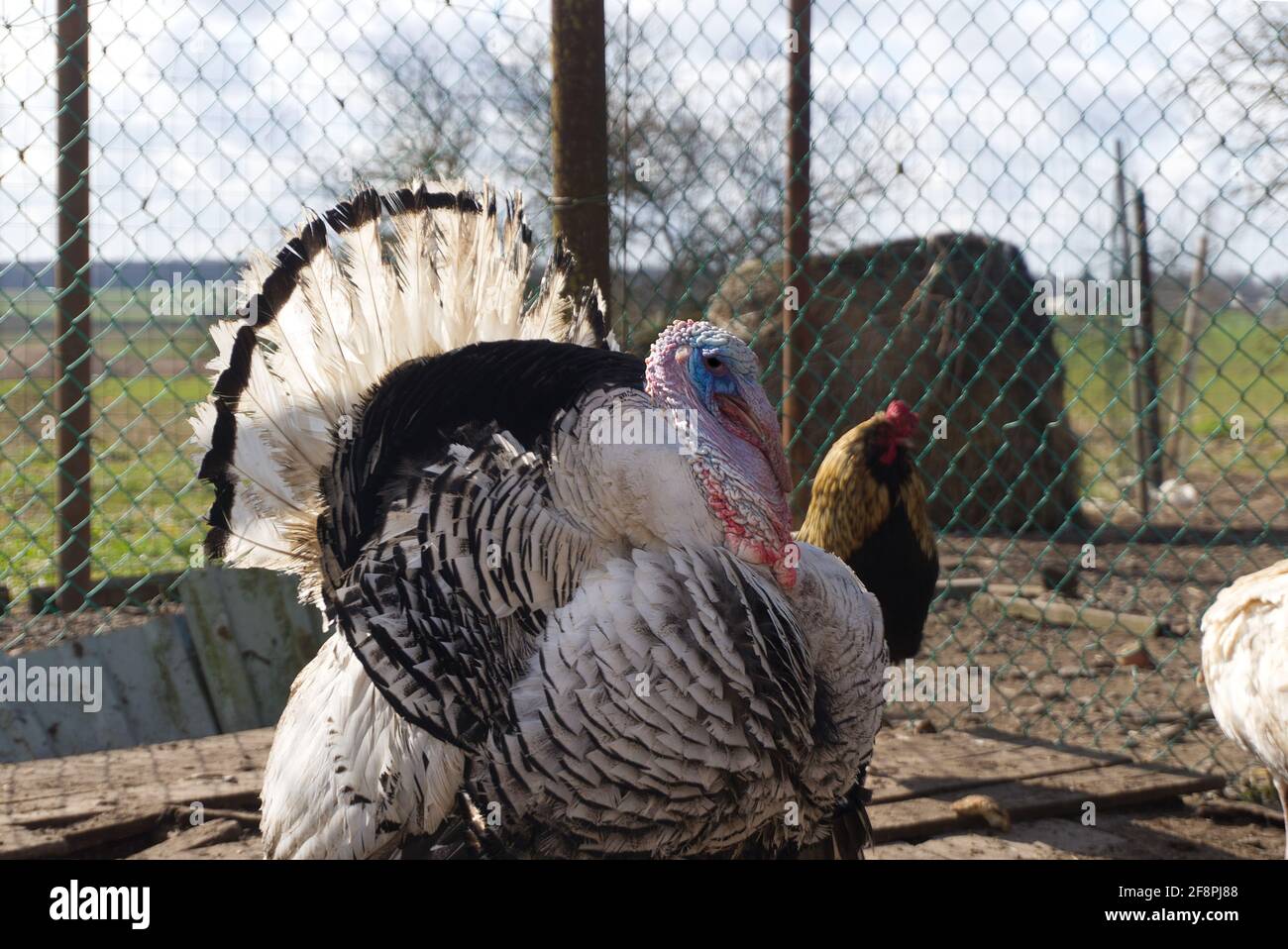 Angry turkey in an enclosure in a farmyard, close up low angle view ...