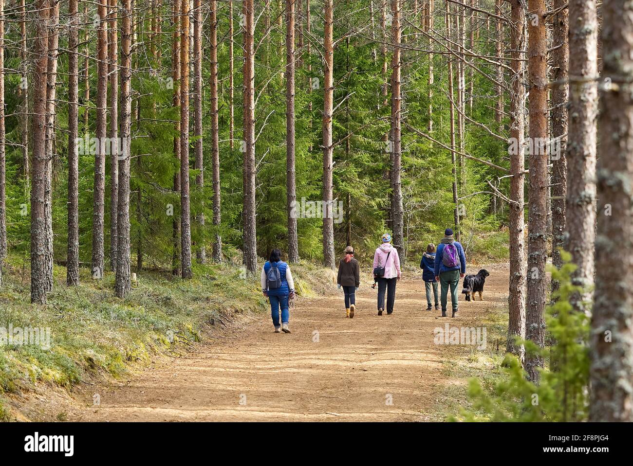 Family walking on spring forest. walking trails in the forest for the ...
