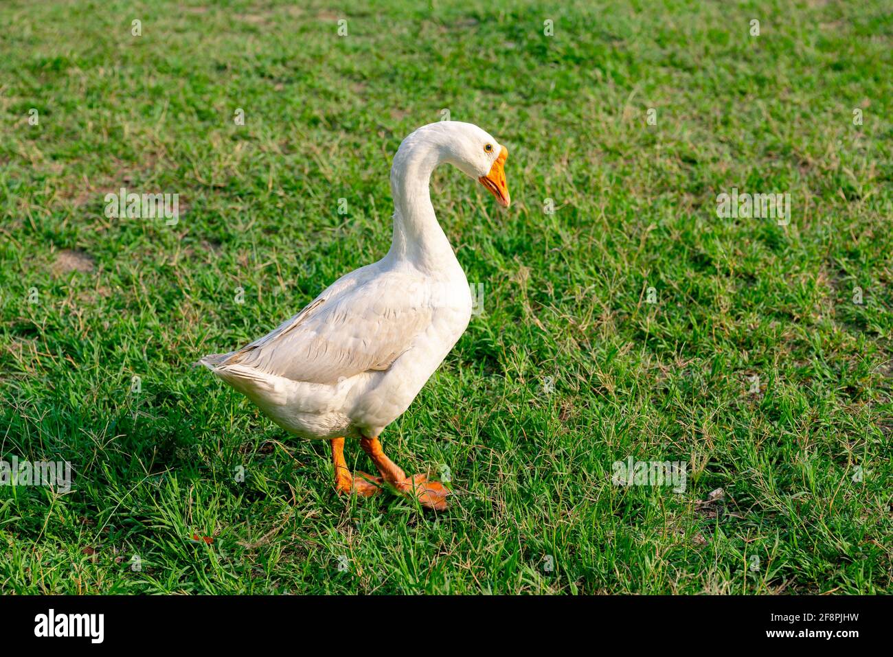 White goose (Chinese goose) walking on the green grass Stock Photo - Alamy