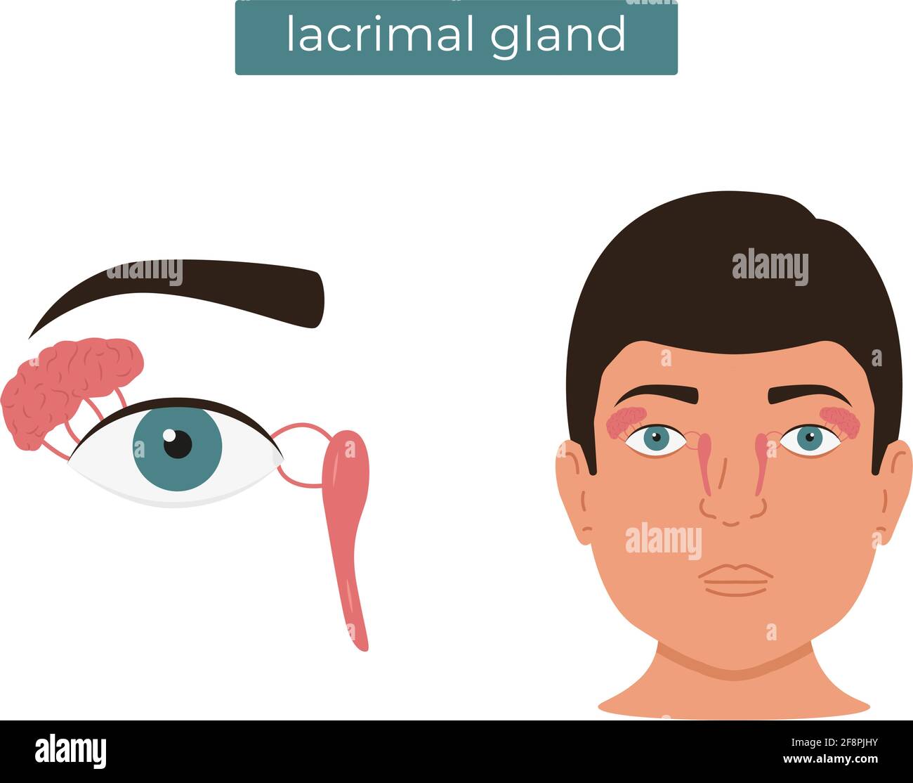 Lacrimal Gland