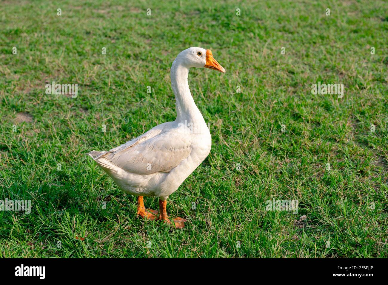 White goose (Chinese goose) walking on the green grass Stock Photo - Alamy