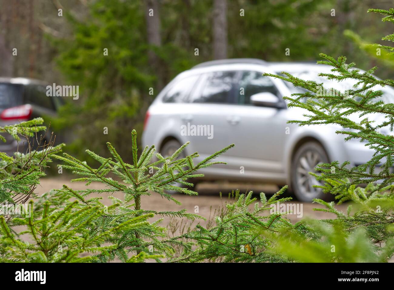Cars parked in the forest. Improper parking of cars, protection of ...