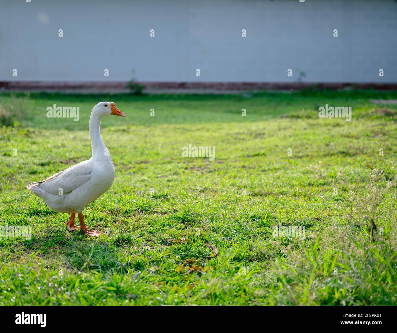 White goose (Chinese goose) walking on the green grass Stock Photo - Alamy