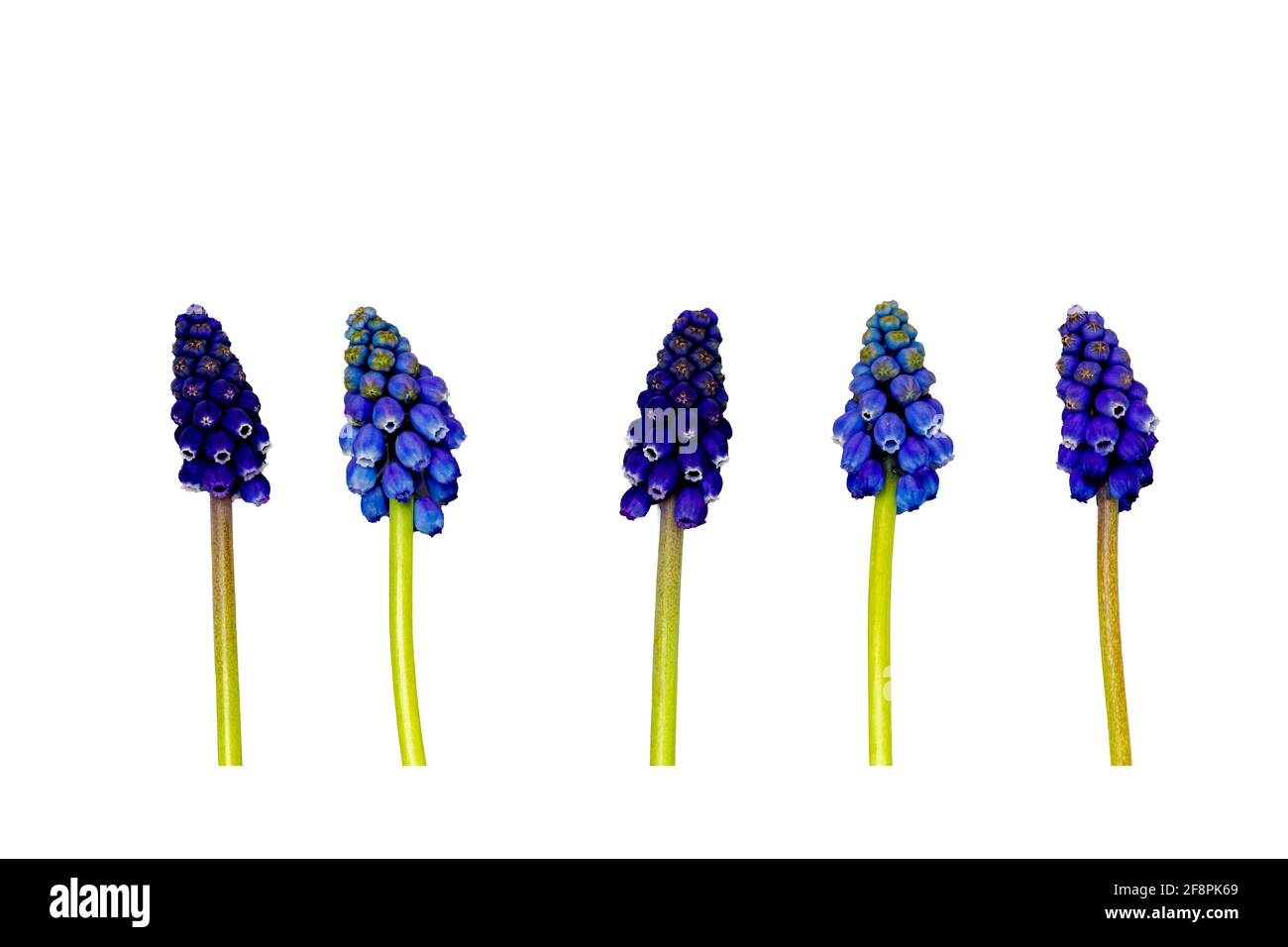 Grape hyacinths in field hi-res stock photography and images - Alamy