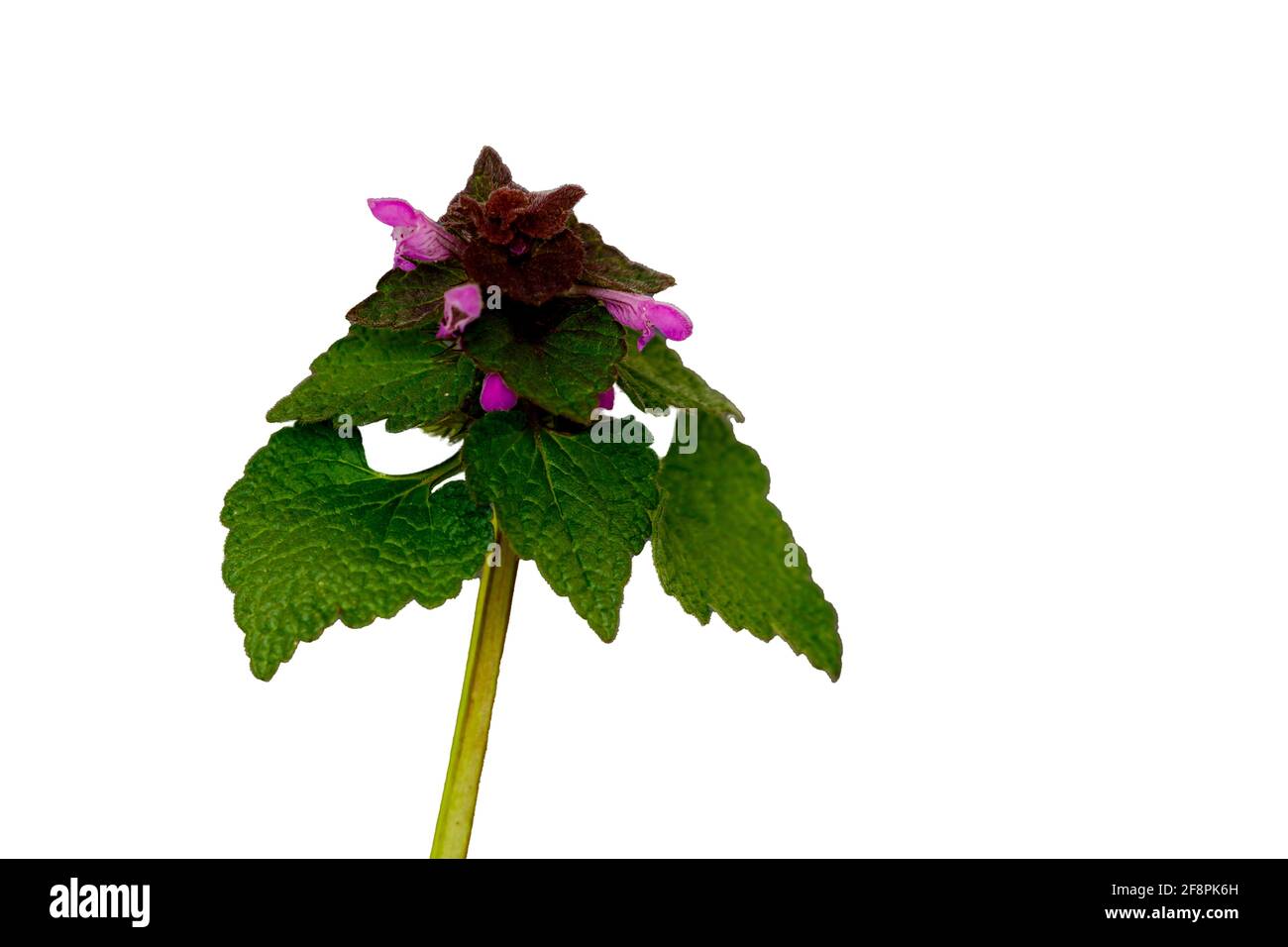 A blooming death nettles flower Stock Photo - Alamy