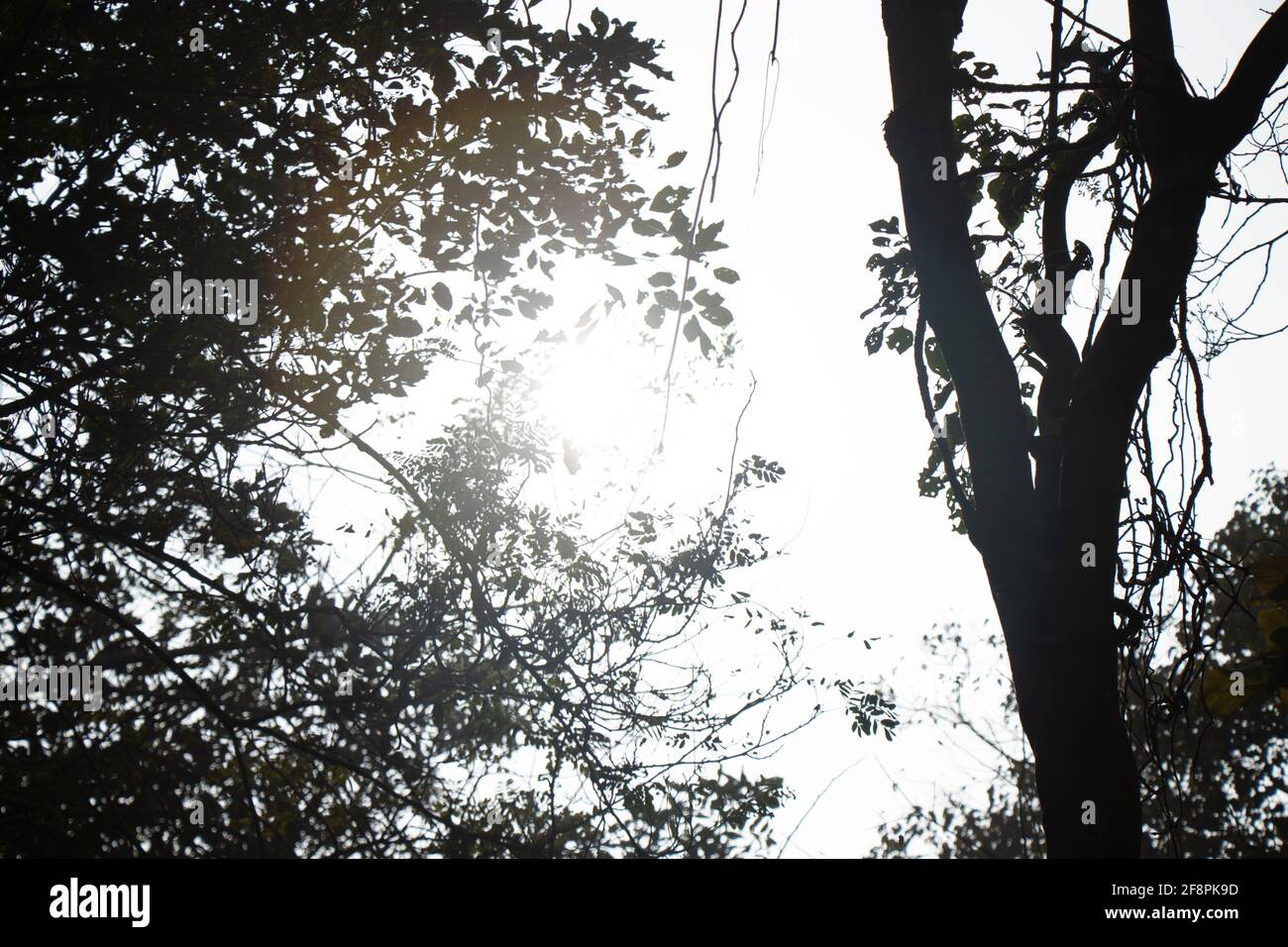 Forest trees top angle view sunlight coming Stock Photo - Alamy