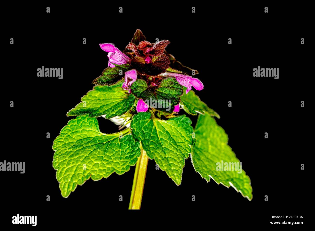 A blooming death nettles flower Stock Photo - Alamy