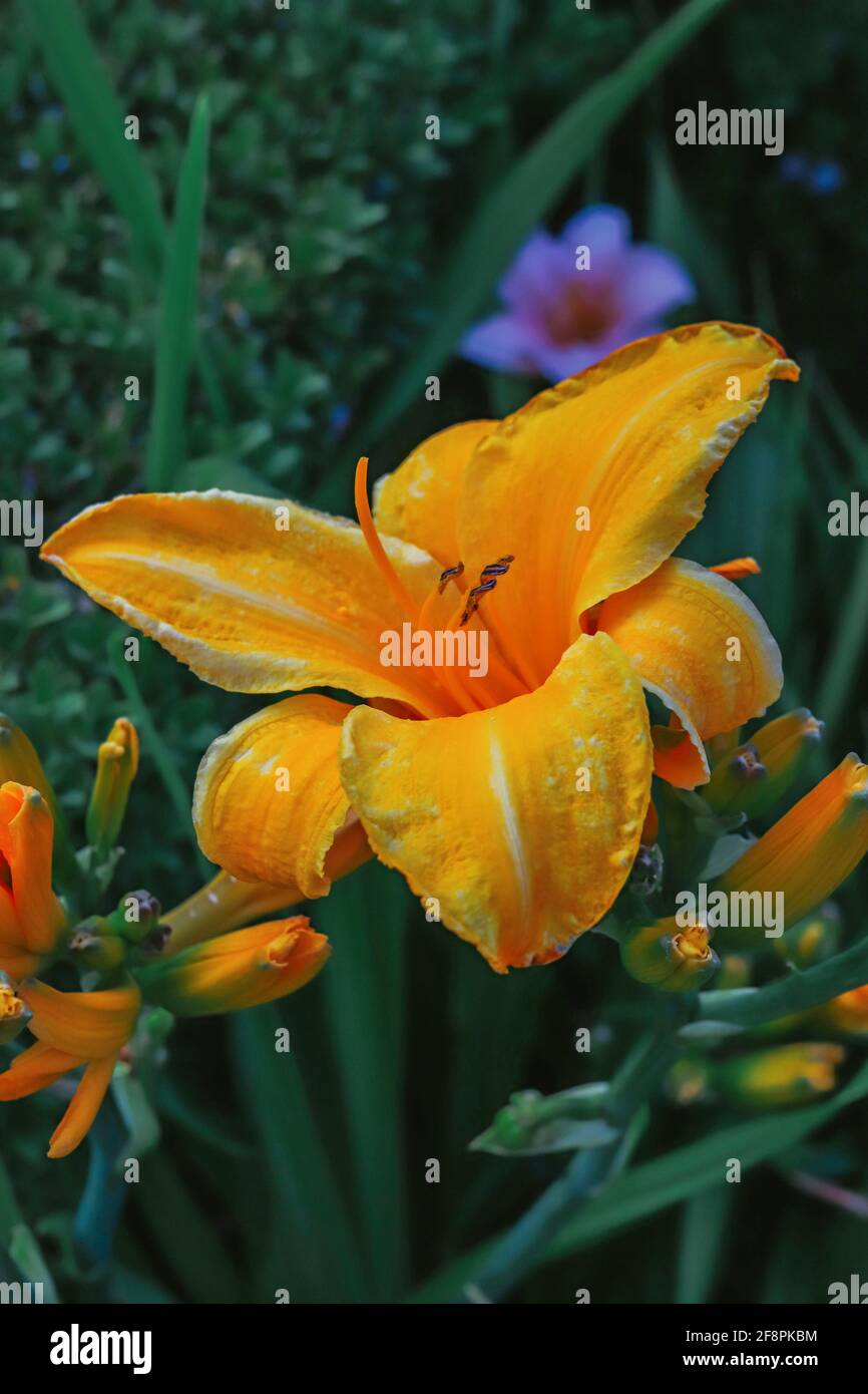 An orange lily blooming in the garden Stock Photo - Alamy