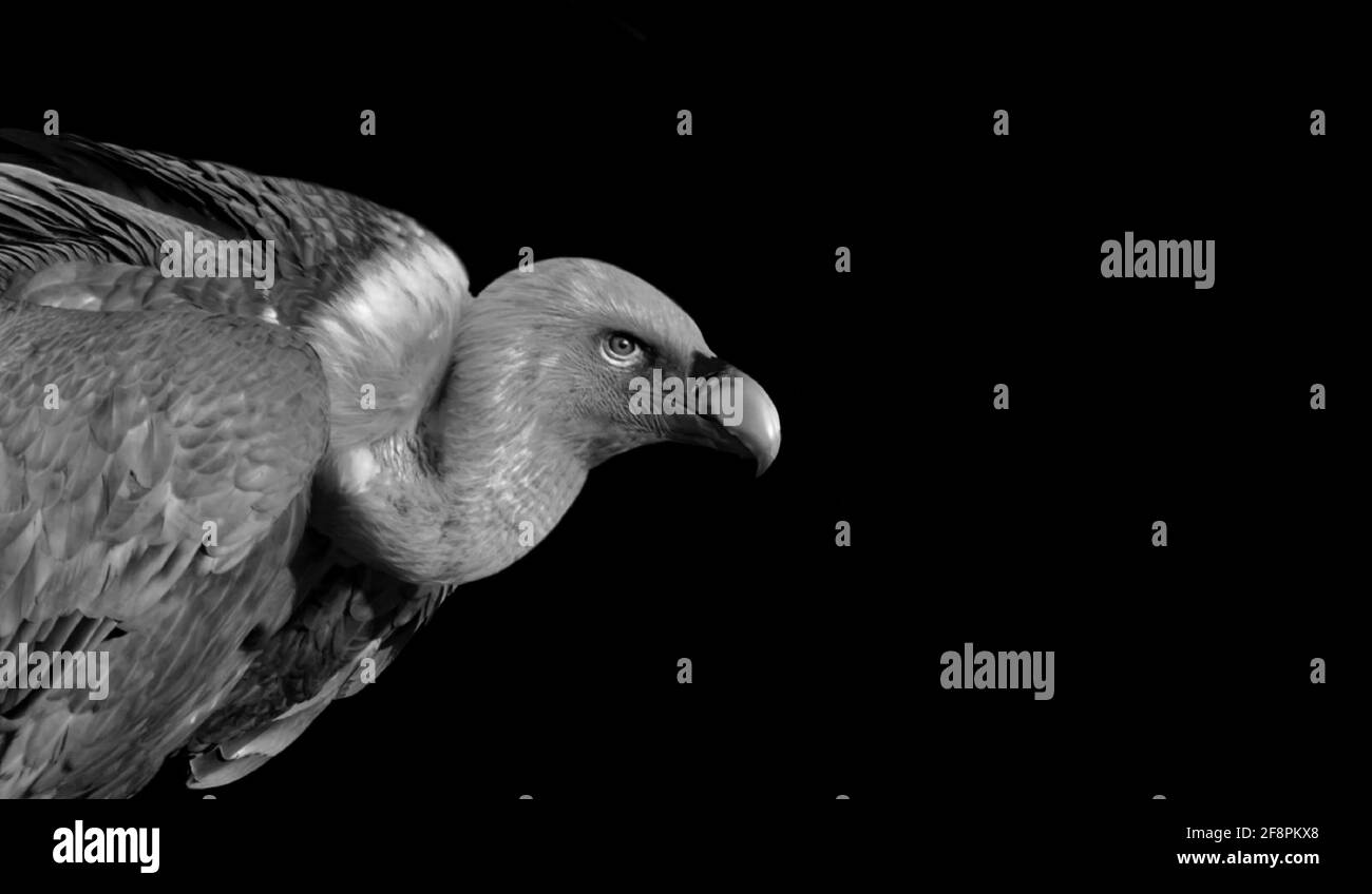 Vulture face portrait hi-res stock photography and images - Alamy