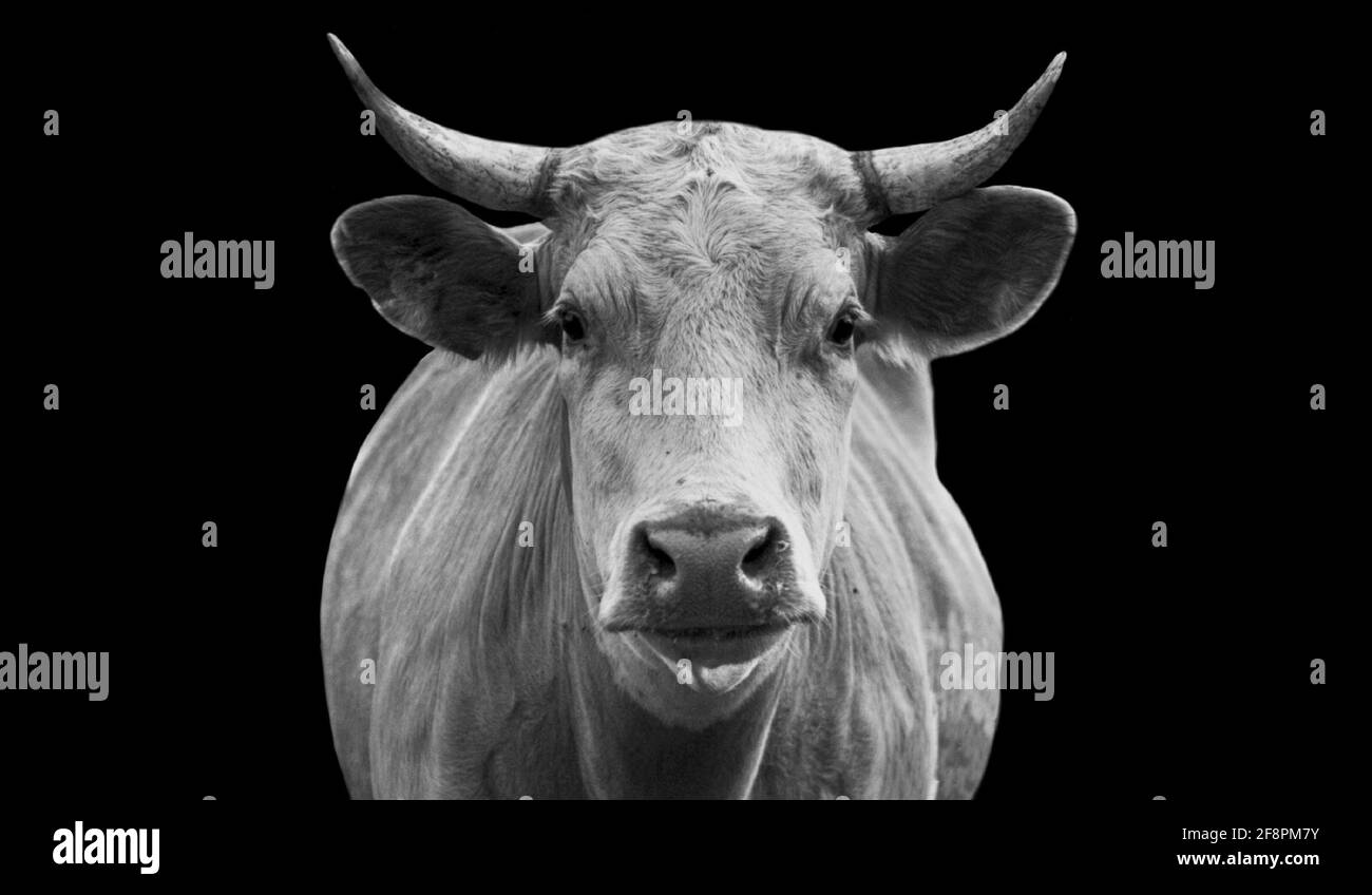 Milk cow black and white hi-res stock photography and images - Alamy
