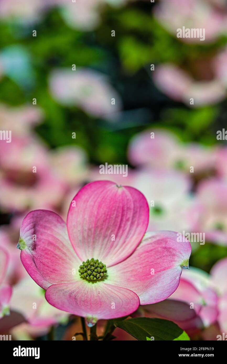 Dogwood tree hi-res stock photography and images - Alamy