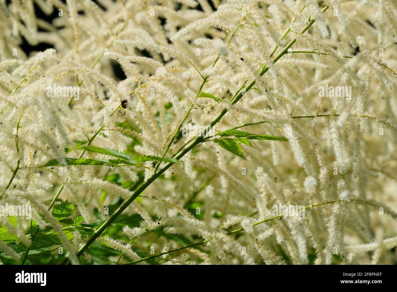 Astilbe arendsii 'Snowdrift'. Chinese Astilbe. False Spirea 'Snowdrift ...