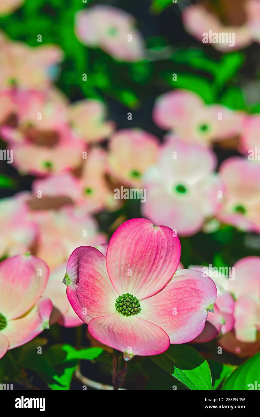 Dogwood in background hi-res stock photography and images - Alamy