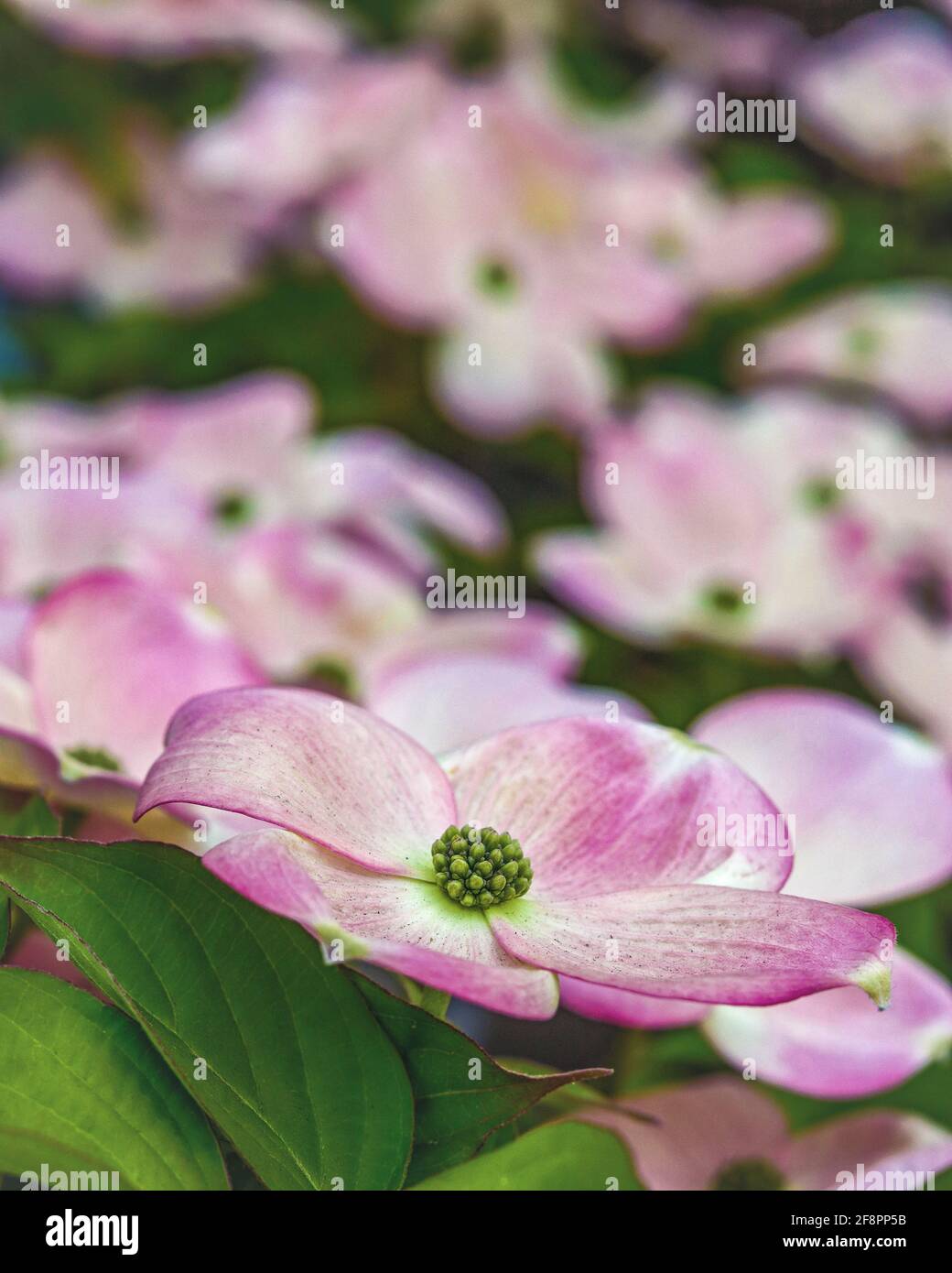 Dogwood Tree High Resolution Stock Photography and Images - Alamy