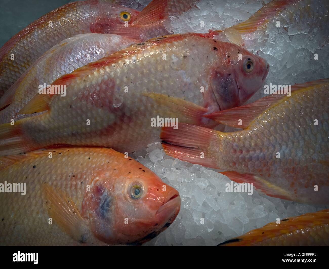 Tilapia fish hi-res stock photography and images - Alamy