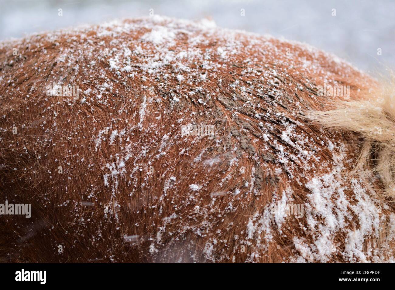 Rear up horse hi-res stock photography and images - Alamy