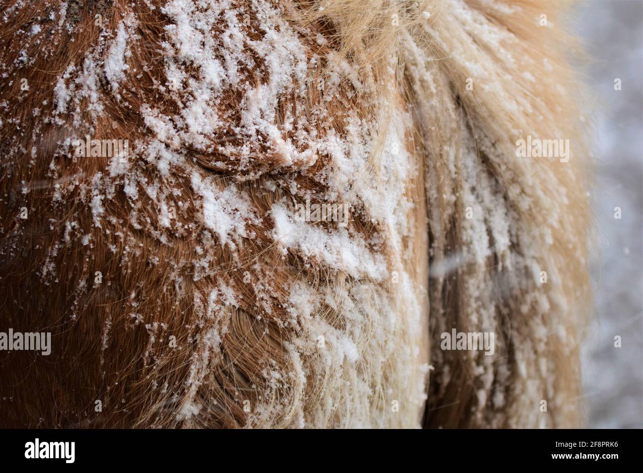 Rump horse hi-res stock photography and images - Alamy