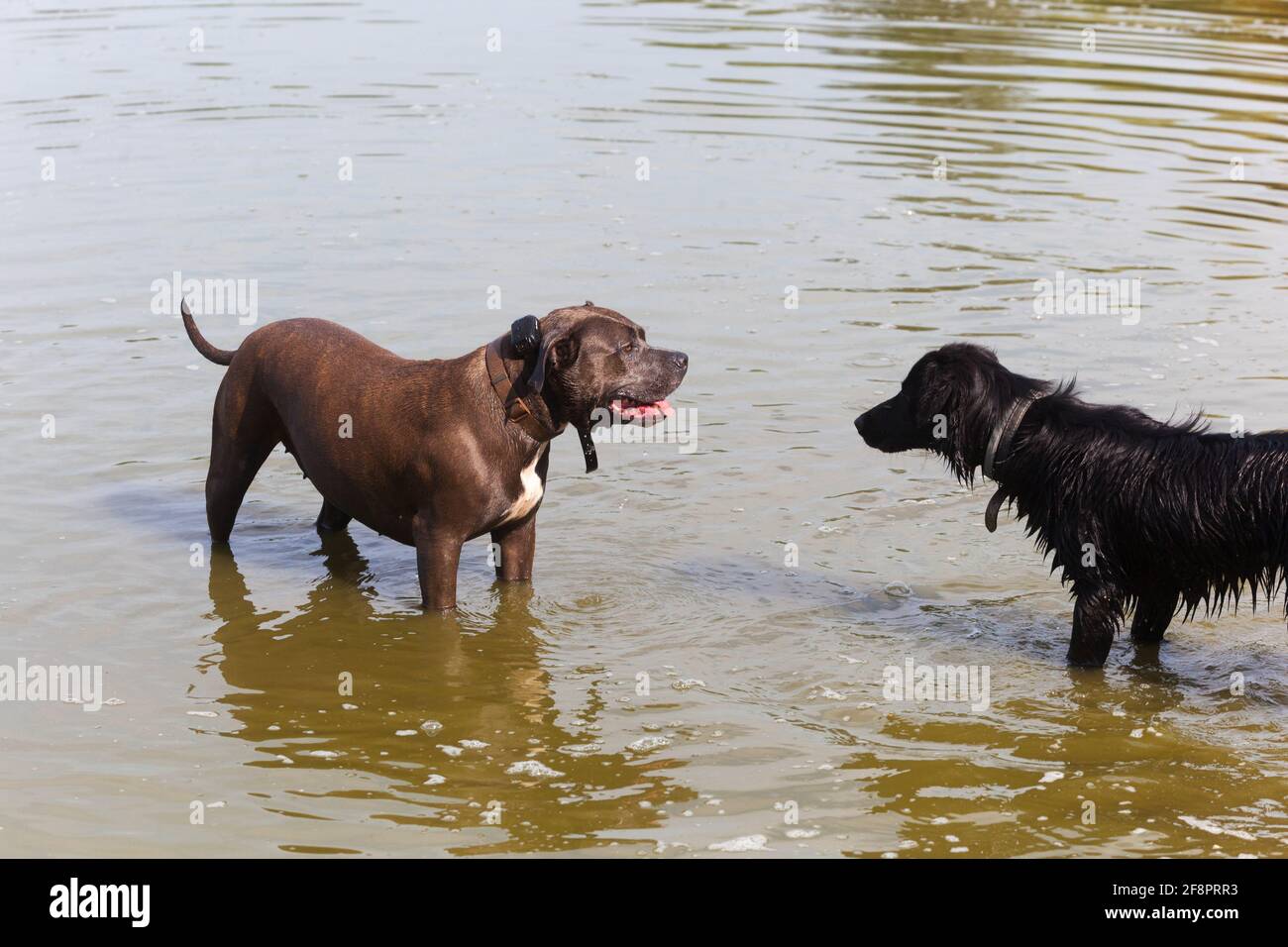 Two dogs meeting hi-res stock photography and images - Alamy
