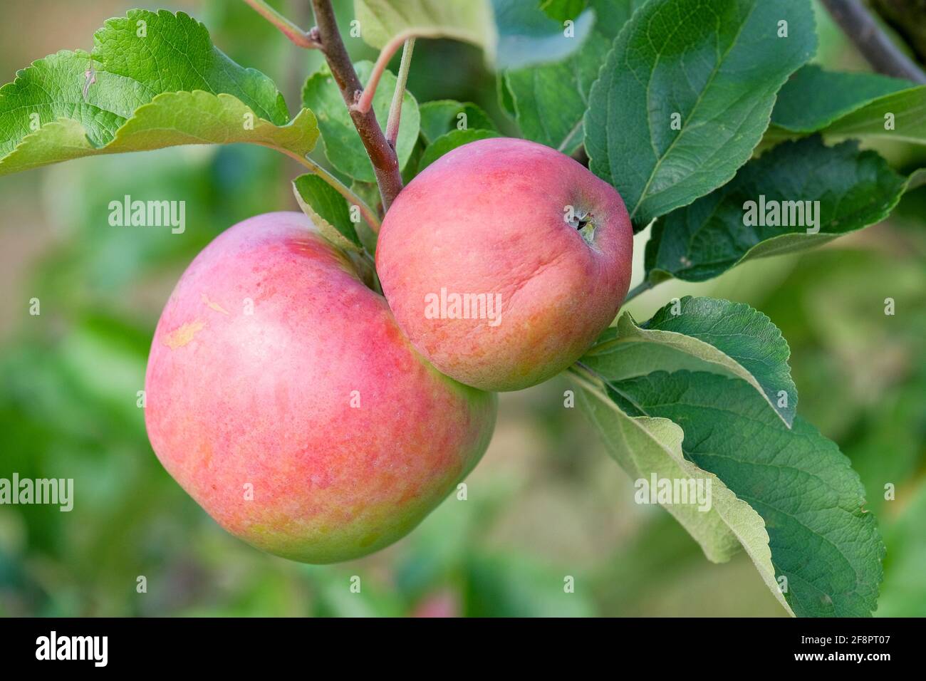 Emperor Alexander Apple Tree. Ripe mid-season apples growing on the ...