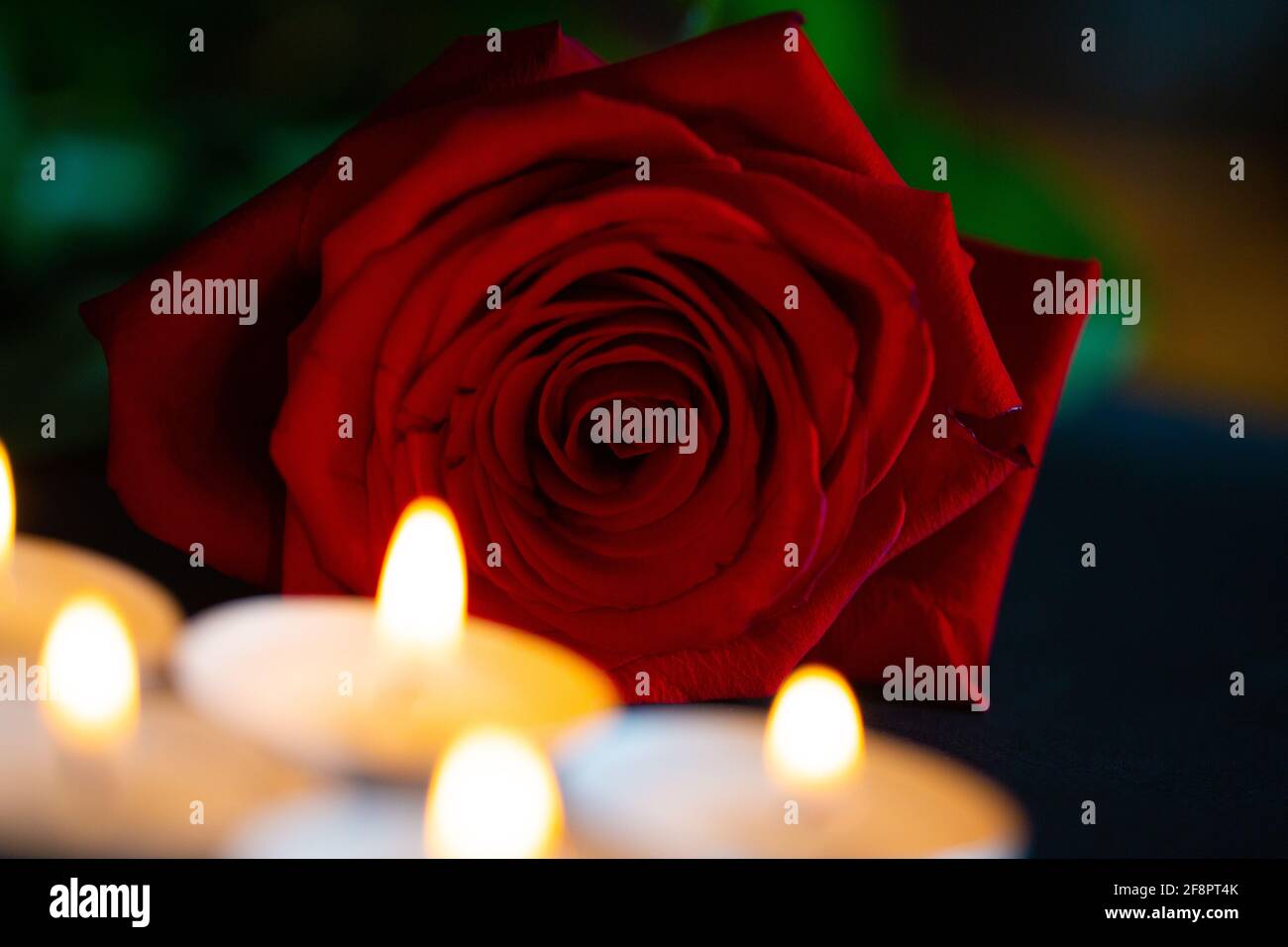 red rose with candles, black background, mourning Stock Photo - Alamy