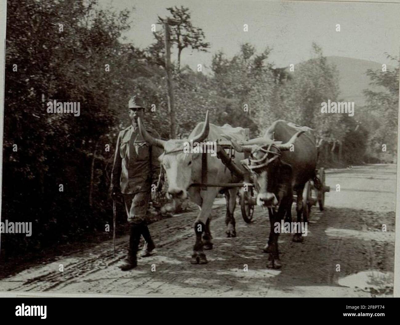 Team oxen hi-res stock photography and images - Alamy