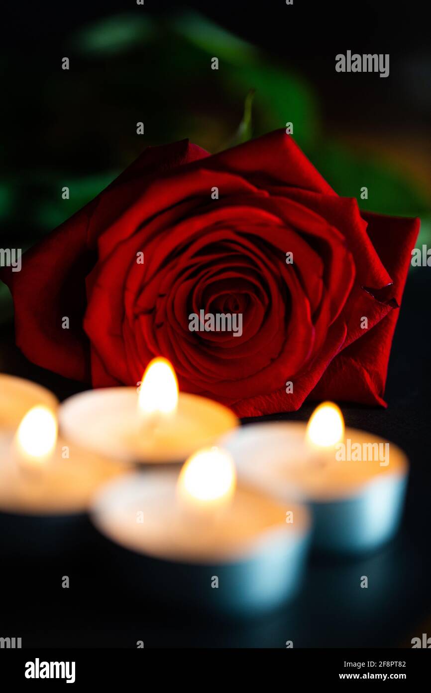 red rose with candles, black background, mourning Stock Photo - Alamy