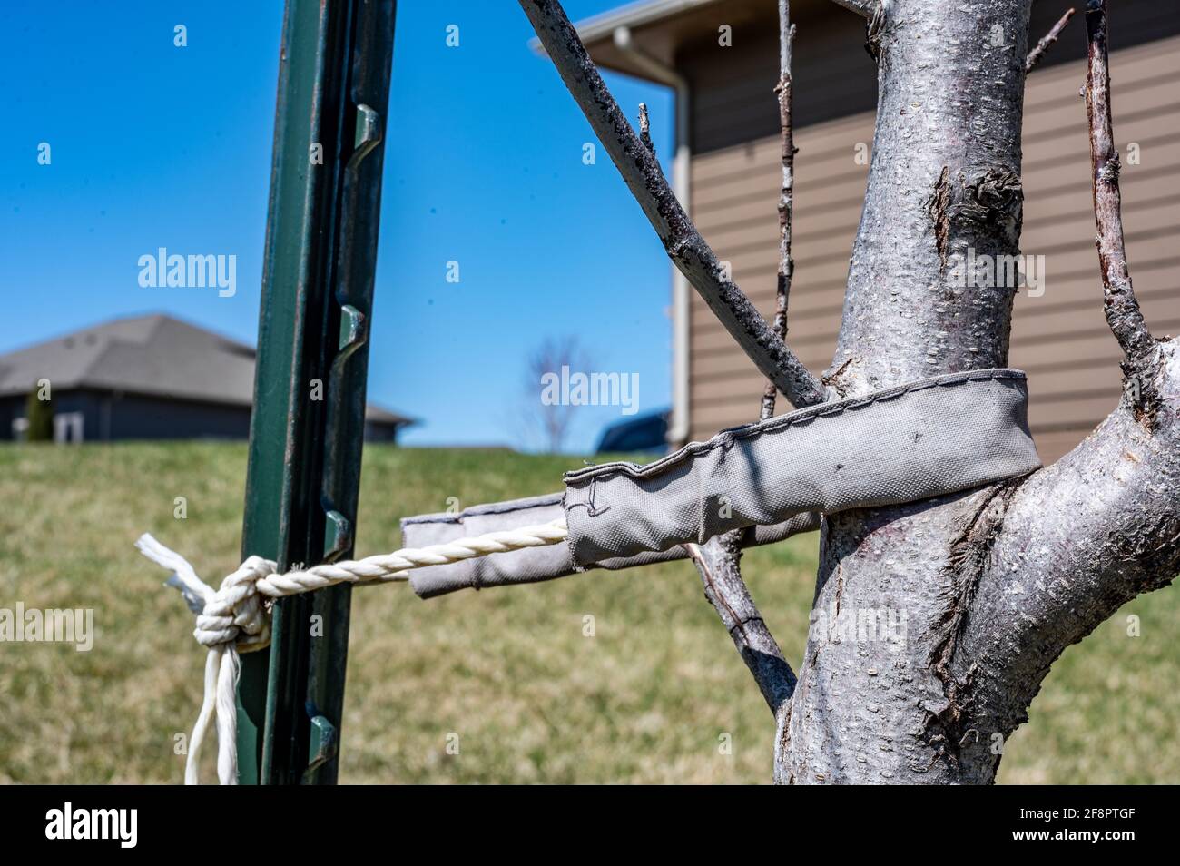 Tie to support tree hi-res stock photography and images - Alamy