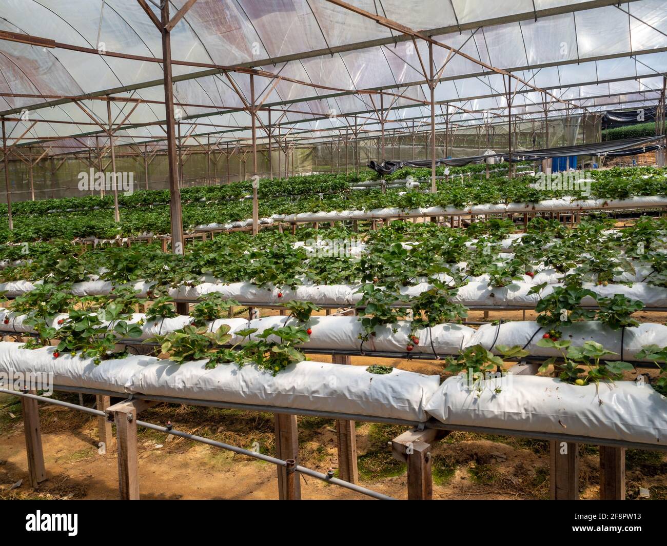 Strawberry vertical farm, bio and eco greengouse farming, Malaysia ...