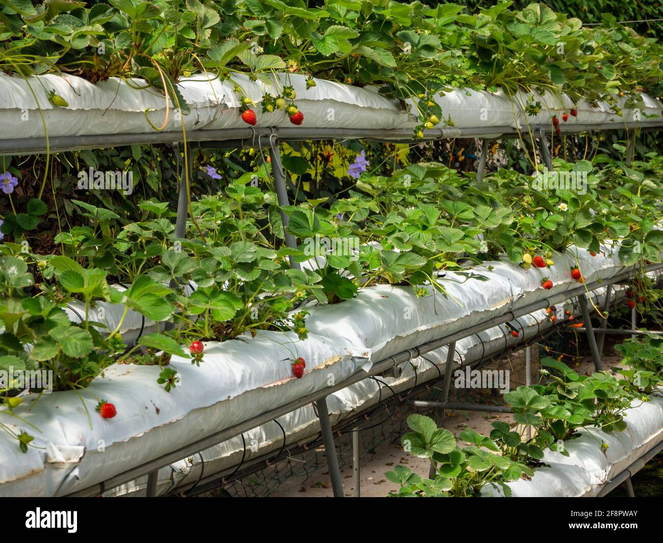 Strawberry vertical farm, bio and eco greengouse farming, Malaysia ...