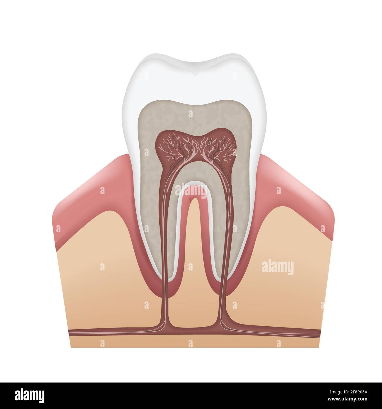 Human Tooth Anatomy High Resolution Stock Photography and Images - Alamy