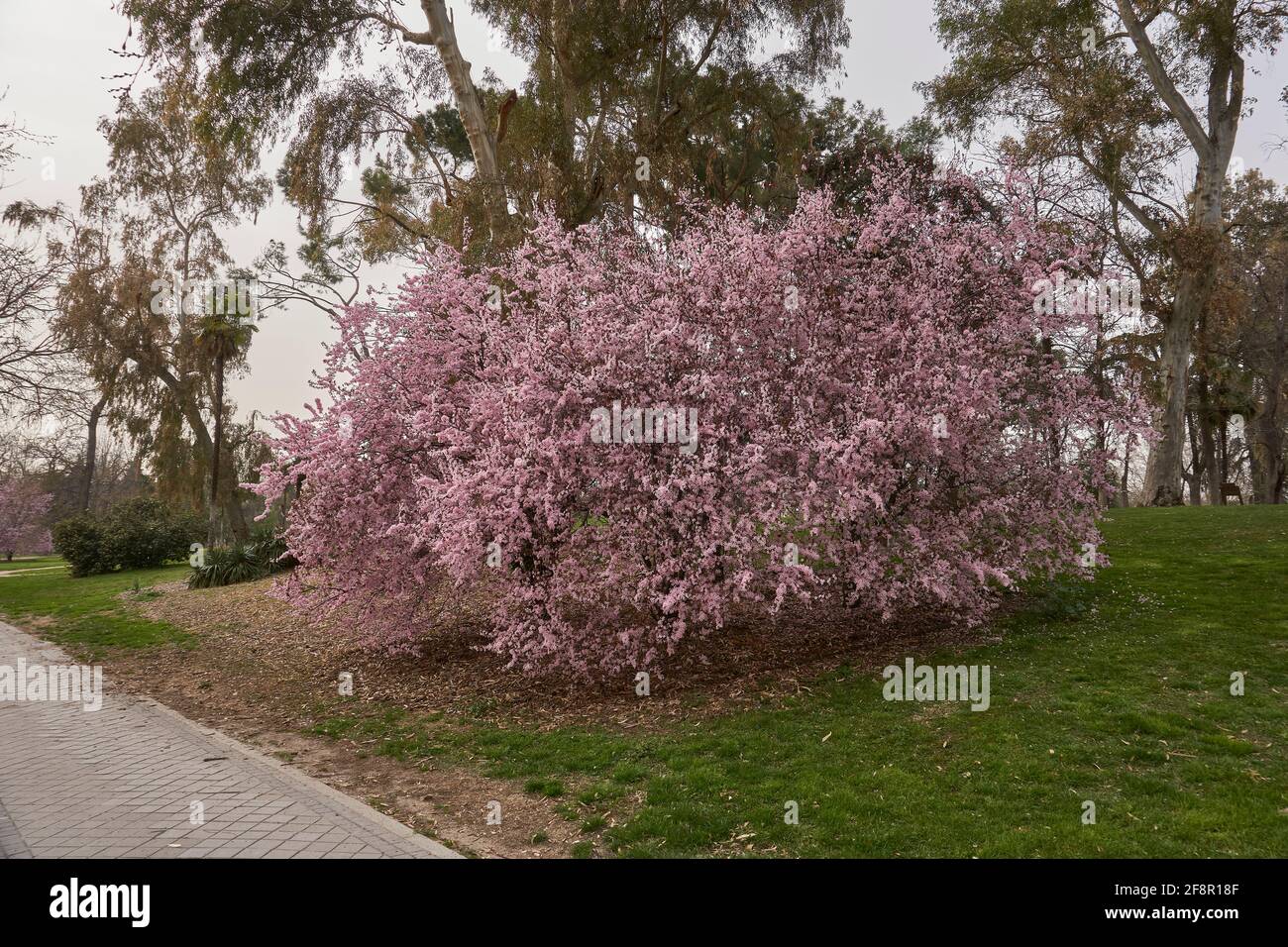 Blooming pink tree during spring season in El Retiro park, Madrid ...