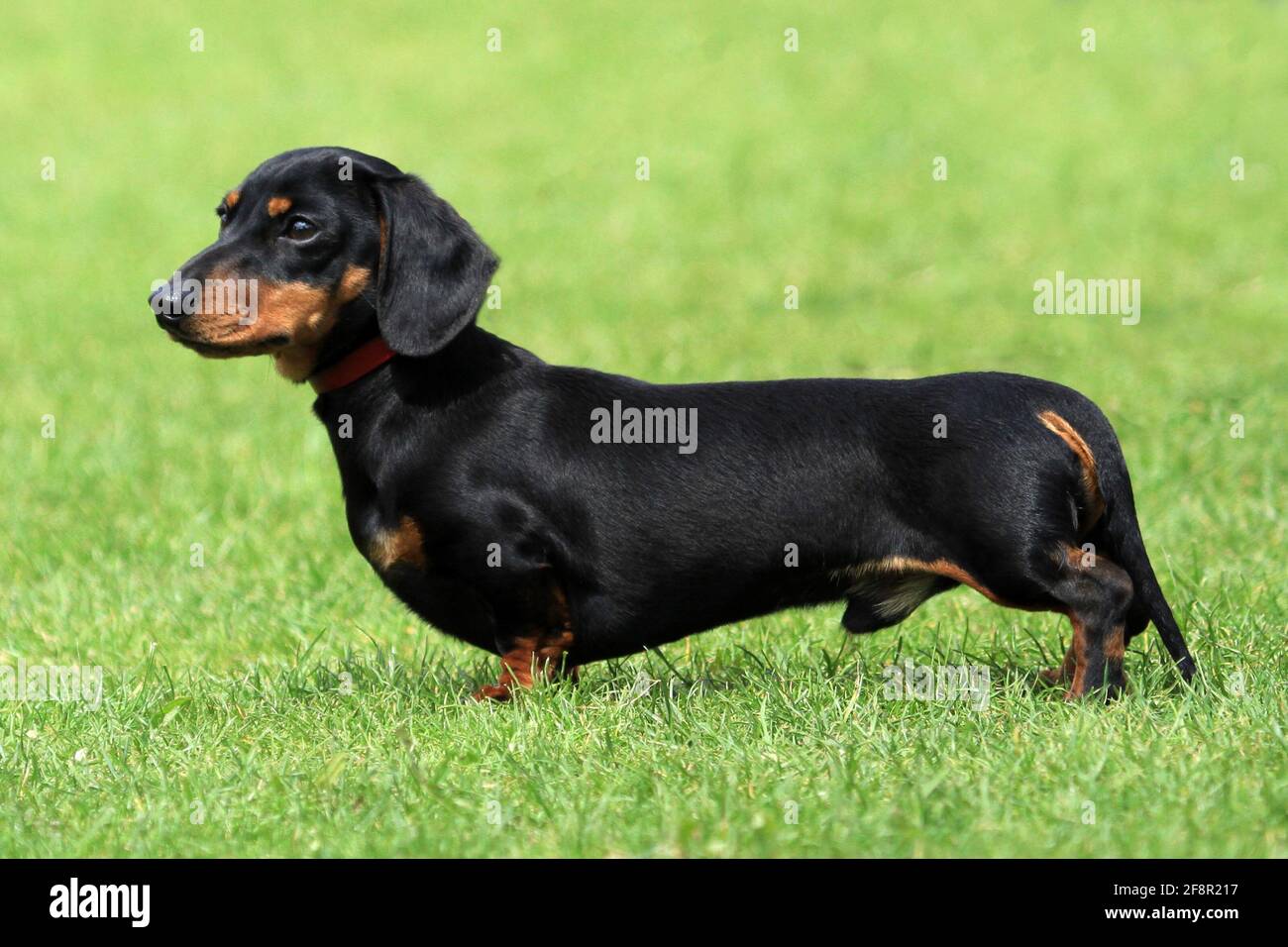 Smooth coat dachshund hi-res stock photography and images - Alamy