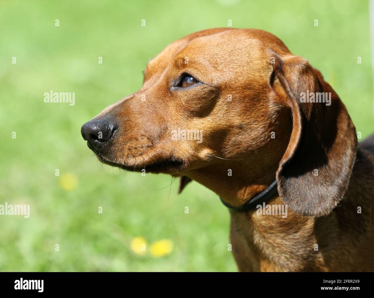 mini smooth dachshund Stock Photo - Alamy